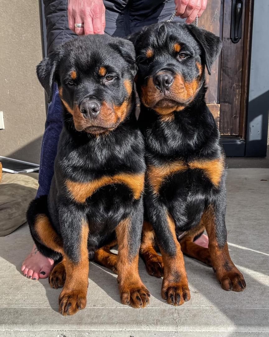 Rottweiler Stoney Plains Rottweilers Manitoba